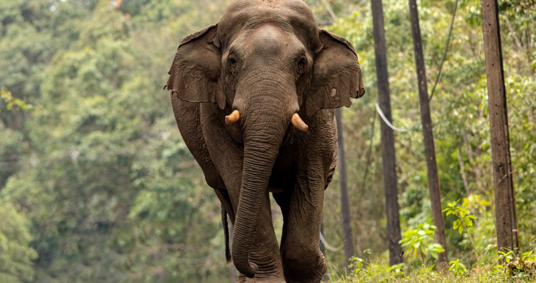 Don't let its looks fool you, an elephant kills at least 17 people in ...