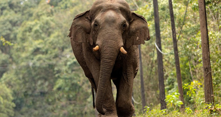 Rogue elephant continues its killing spree with more than two dozen dead