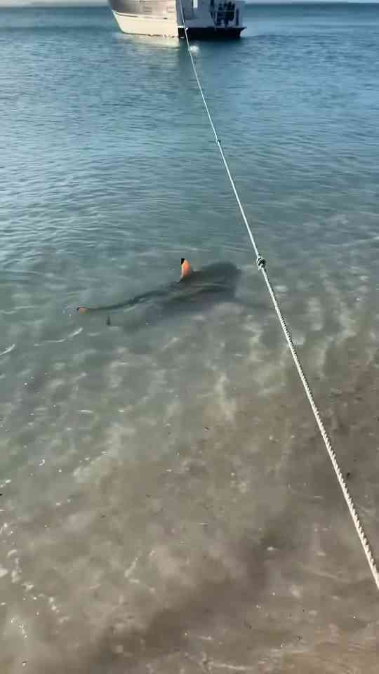 Dog Vs Shark 🦈