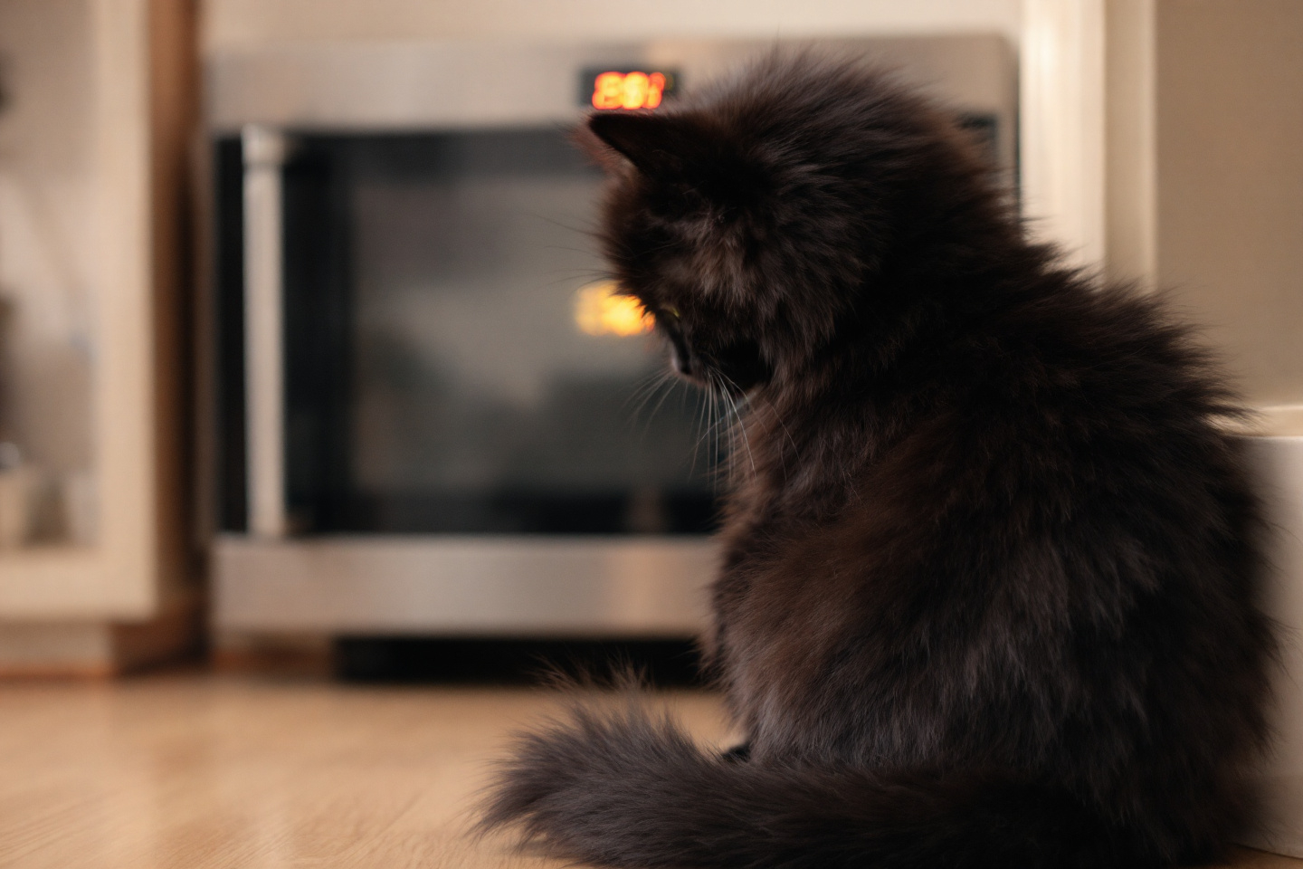 Ce son banal pour vous… mais insupportable pour lui : et si votre chat ...