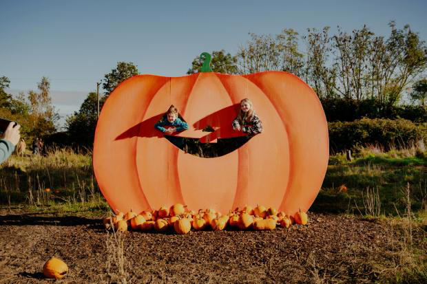 Pumpkin-picking and woodland trail returning to rural estate this autumn