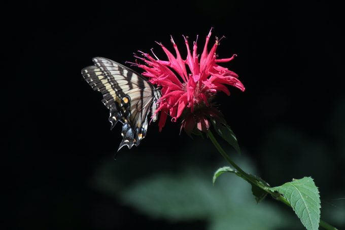 Top 10 Swallowtail Butterfly Host Plants and Flowers
