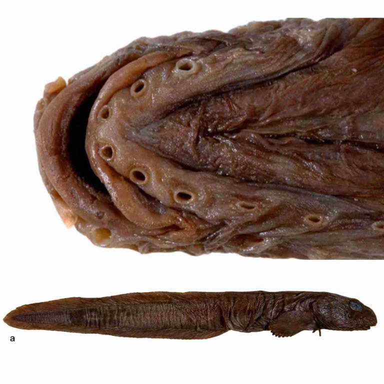 This creature found off the coast of Antarctica looks like something ...