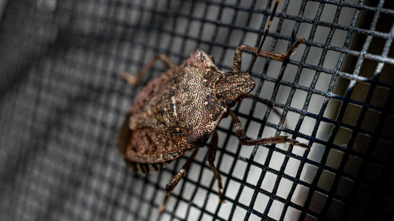 How To Eradicate Stink Bugs Without Releasing Their Scent