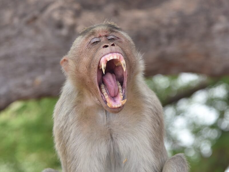 15 Animals People Keep as Pets That Really Shouldn't Be