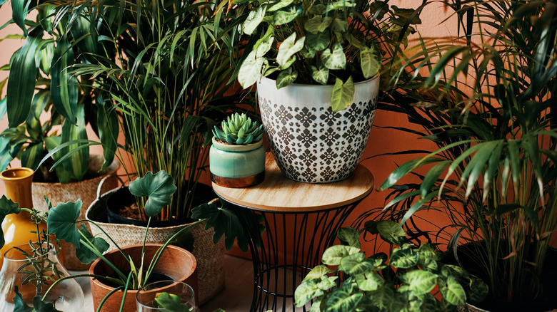 DIY A Stylish Plant Stand With A Few Affordable Repurposed Household ...