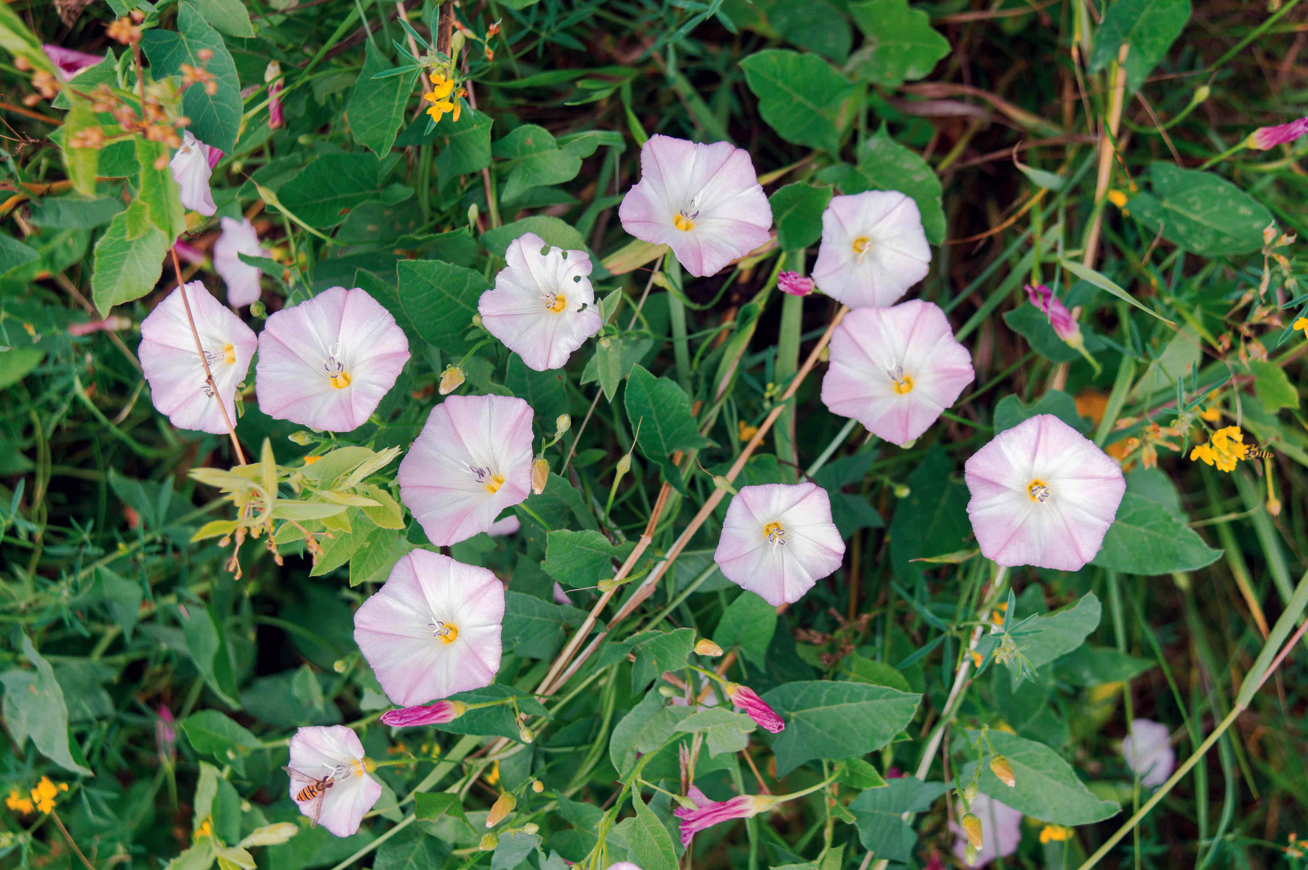How to Get Rid of Bindweed Naturally, Before It Ruins Your Garden