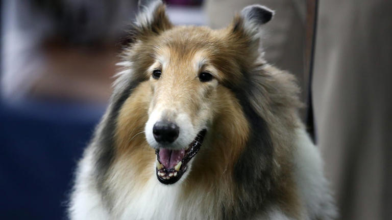 Texas A&M mourns Miss Reveille IX, beloved Rough Collie university mascot