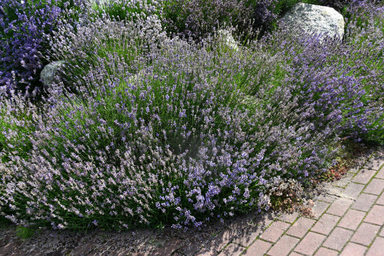 Acid, Clay Soil? You Can Still Grow Lavender! Here's How
