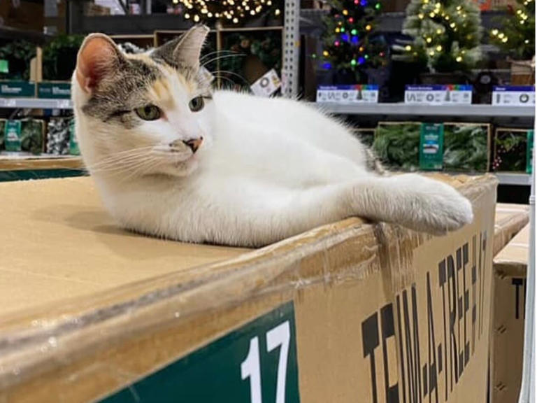 A meow-racle: Francine, the Lowe’s cat, has been found
