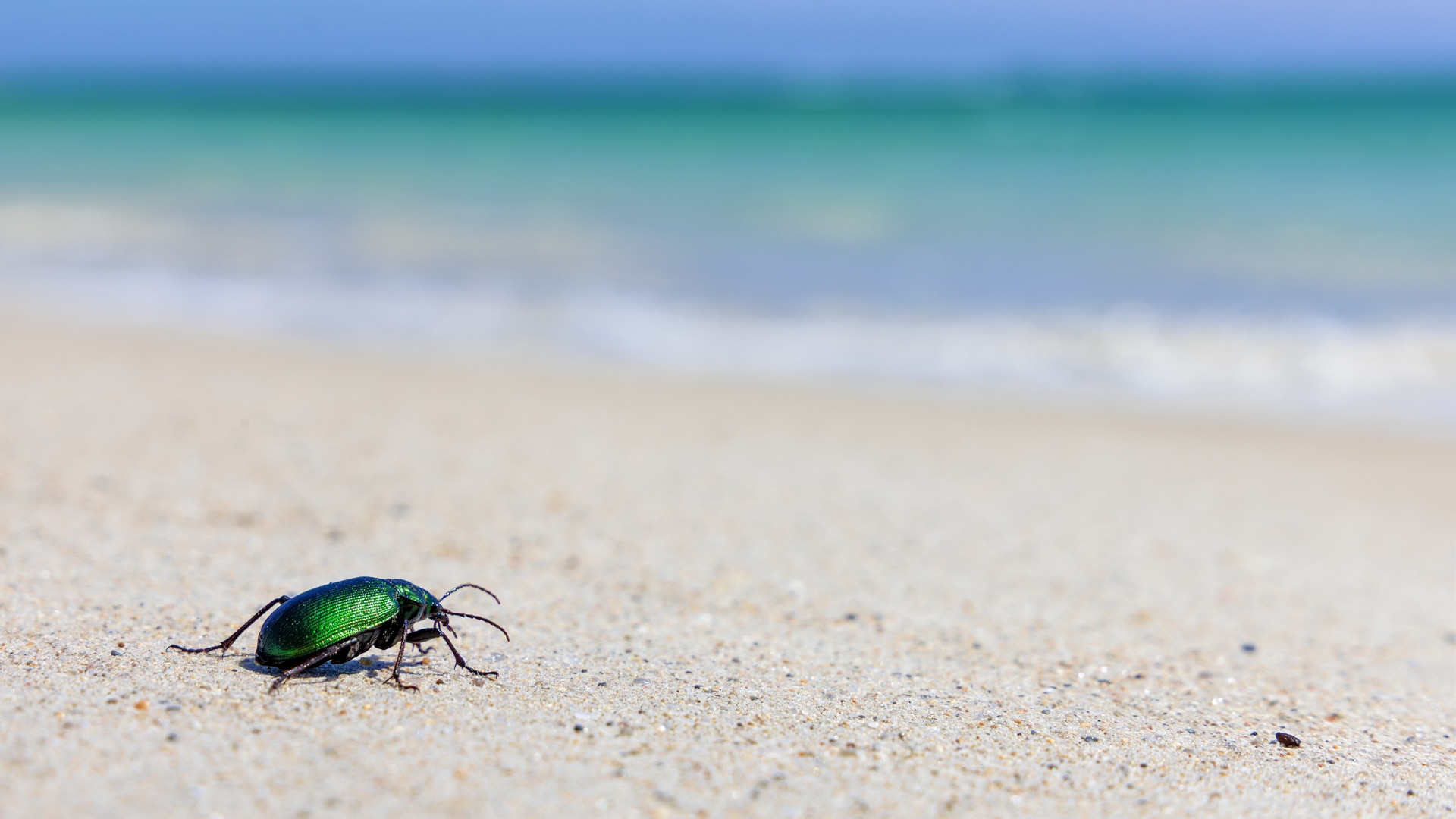 Green carab beetles release tear gas smell in Geraldton while escaping heat