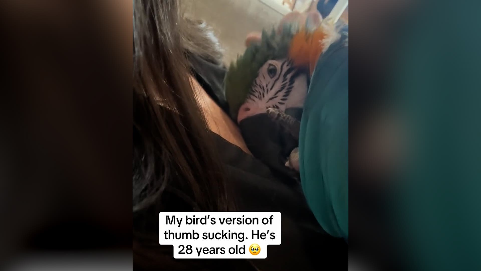 Hearts Melt At 28-Year-Old Parrot Sucking Thumb Like A Baby