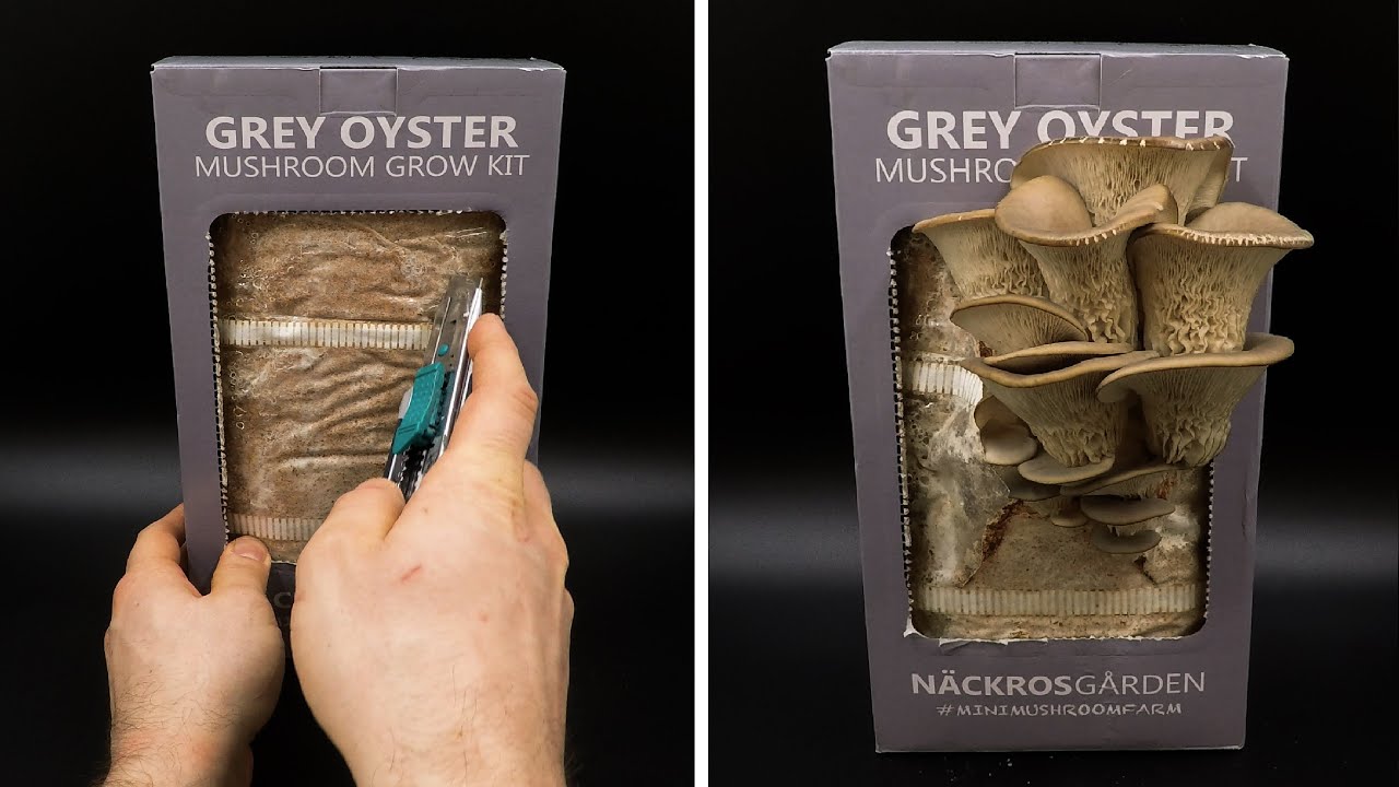 Grey oyster mushroom growth – time lapse magic