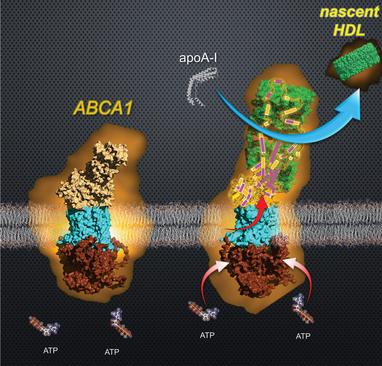 How is good cholesterol made? Imaging method shows production mechanism ...