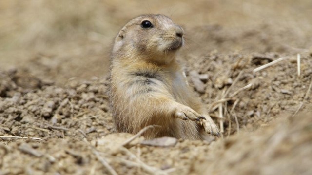 Researchers make surprising discovery about tiny creatures' huge impact: 'Considerable'