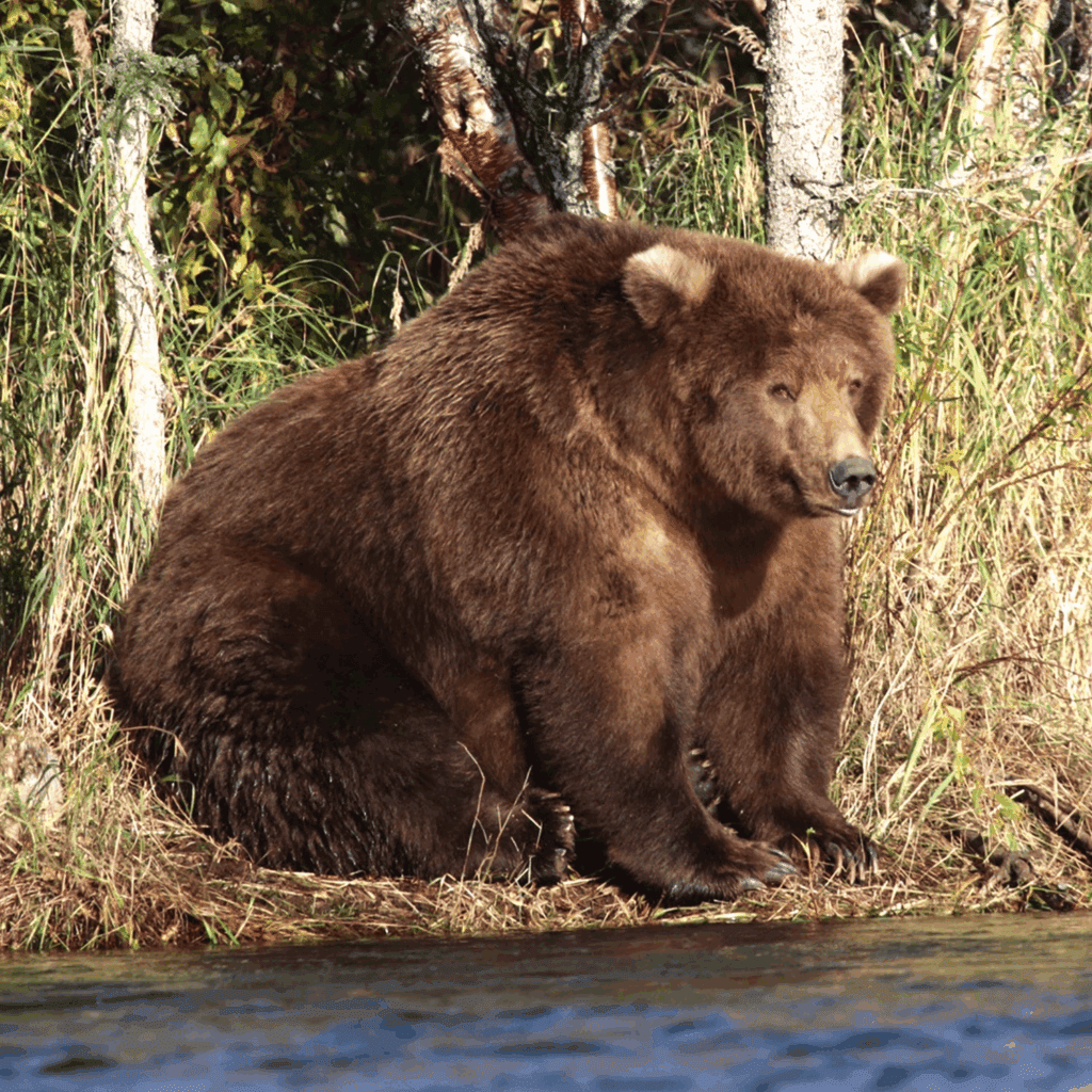 It’s Fat Bear Week! Millions Are Voting on Chubby Alaskan Bears, But ...