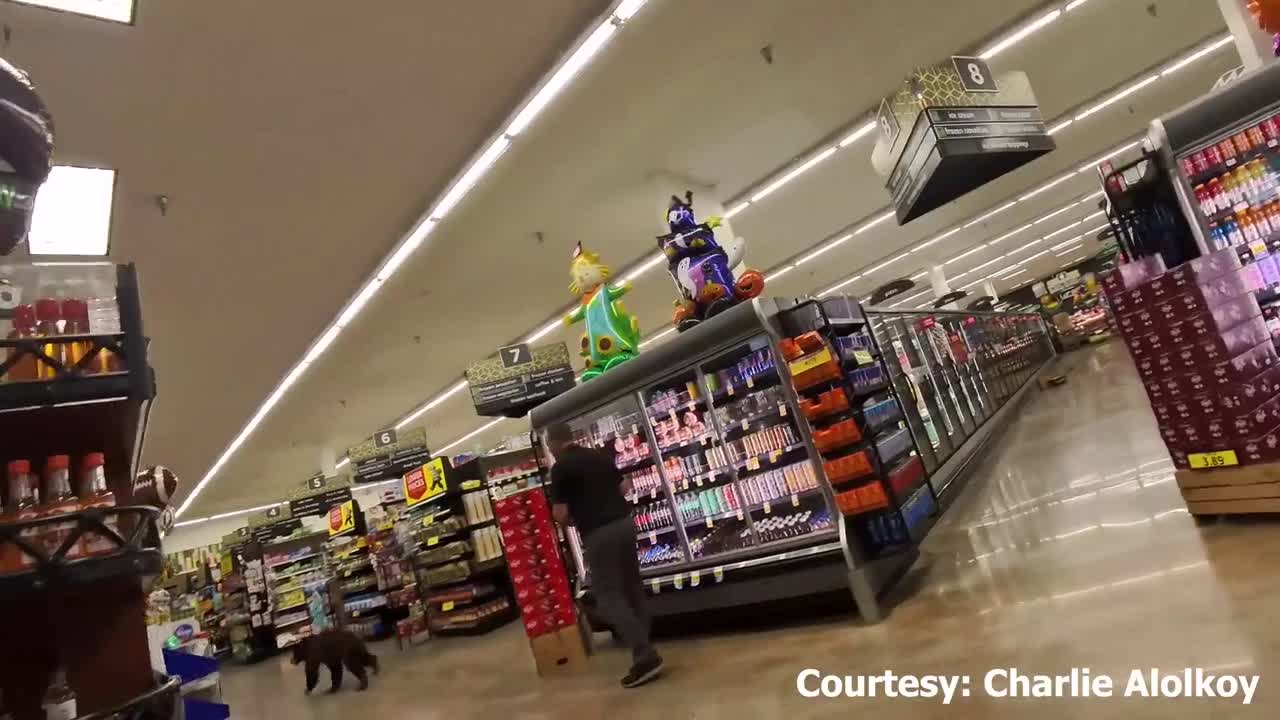 Bear seen running around Oro Valley grocery store