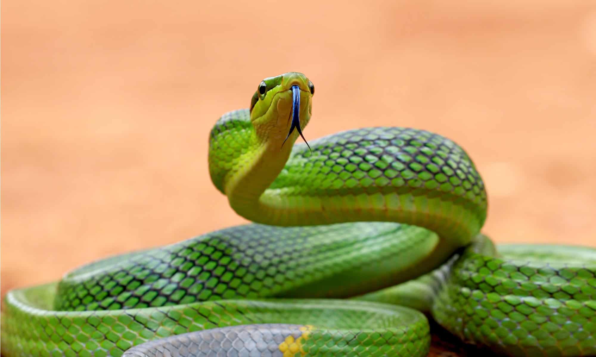 Snakes vs. Spiders: Which Is Deadlier to Humans?