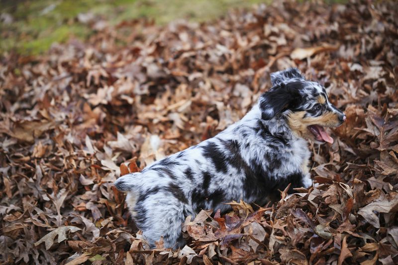 12 Dogs With The Most Eye-Catching Coats