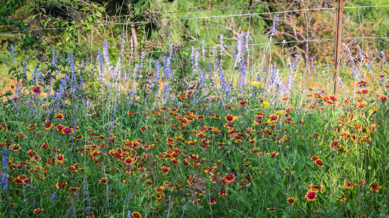 16 Long-Blooming Native Plants To Brighten Your Garden