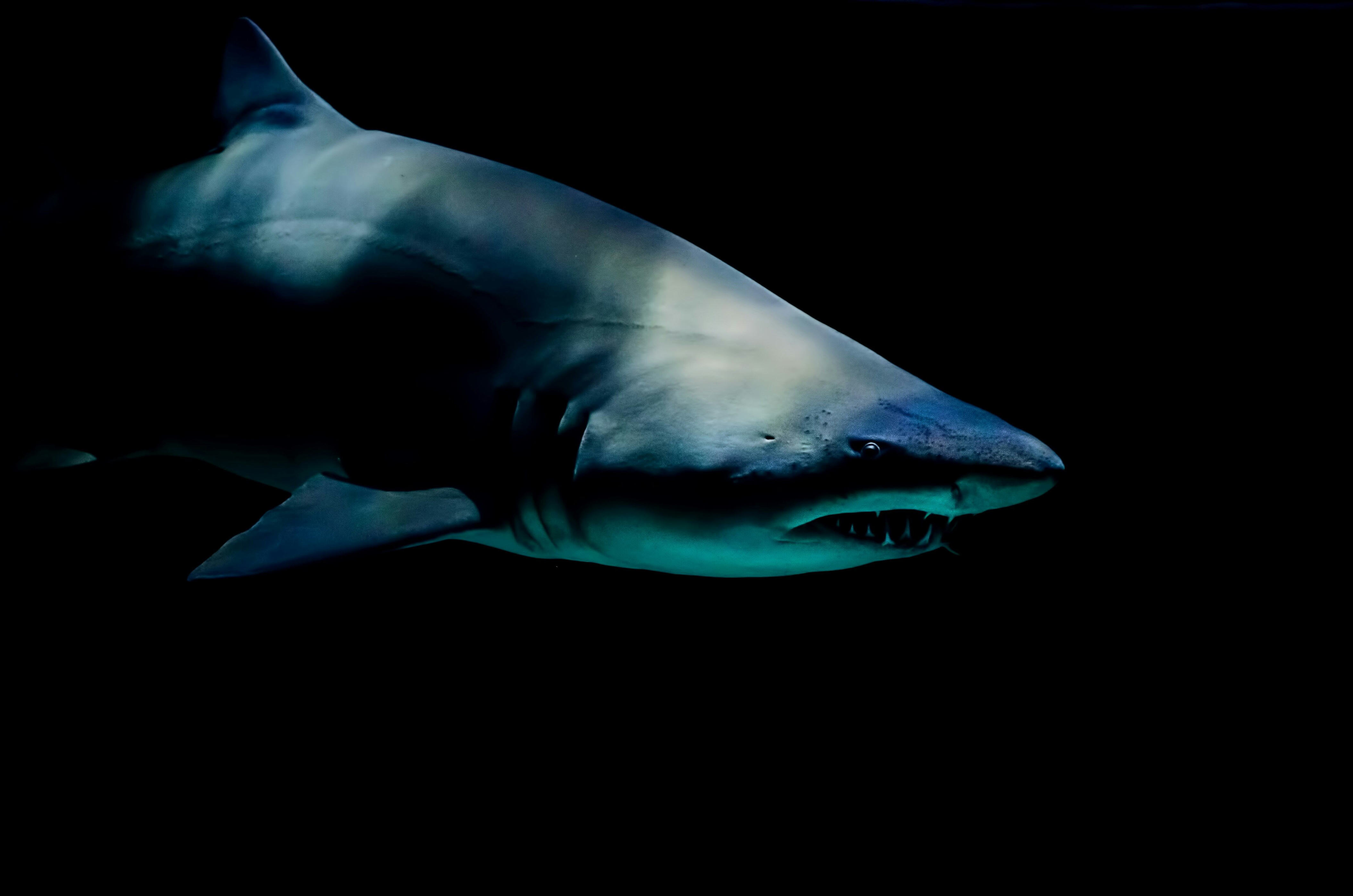 Hombre sobrevive a ataque de tiburón en Bahamas y casi pierde la mano