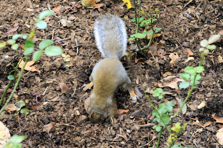 How to identify animal tracks, burrows and other signs of wildlife in ...
