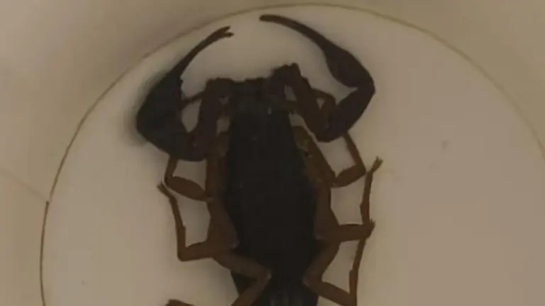 Moon-forming disk around massive planet offers insight into how the ...