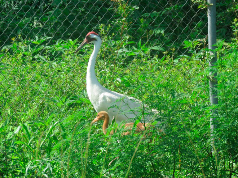 First Whooping Crane death due to bird flu confirmed in Wisconsin