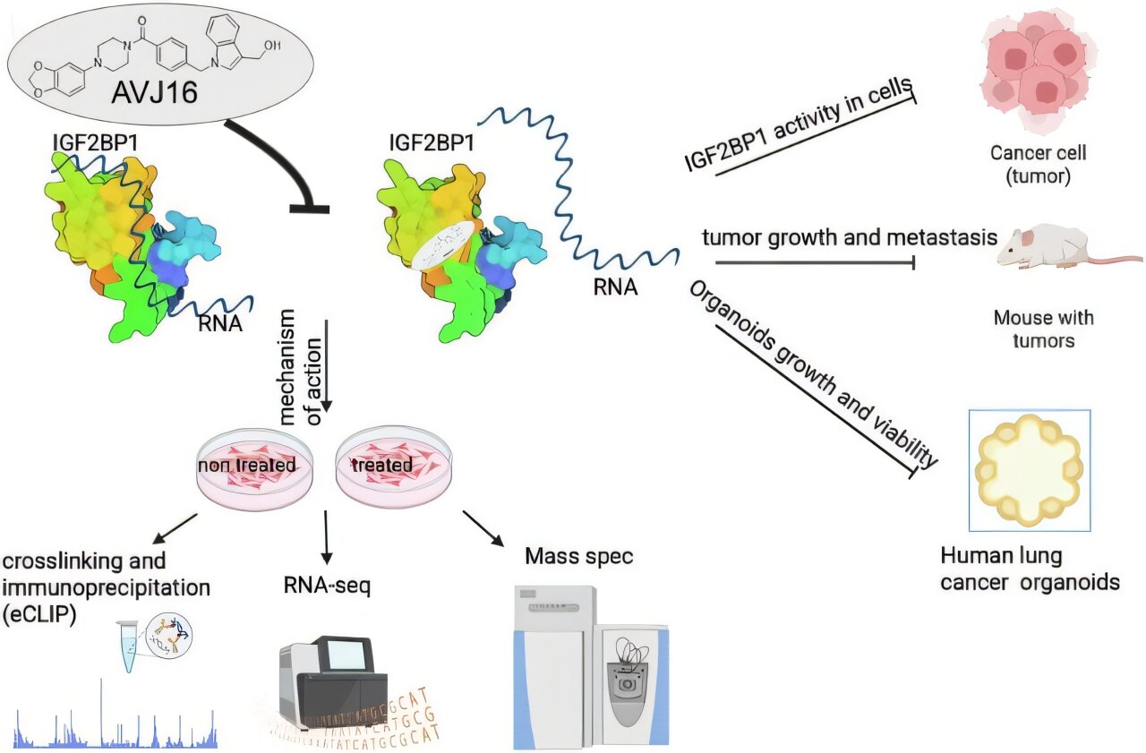 Drug candidate blocks lung cancer growth without harming healthy cells