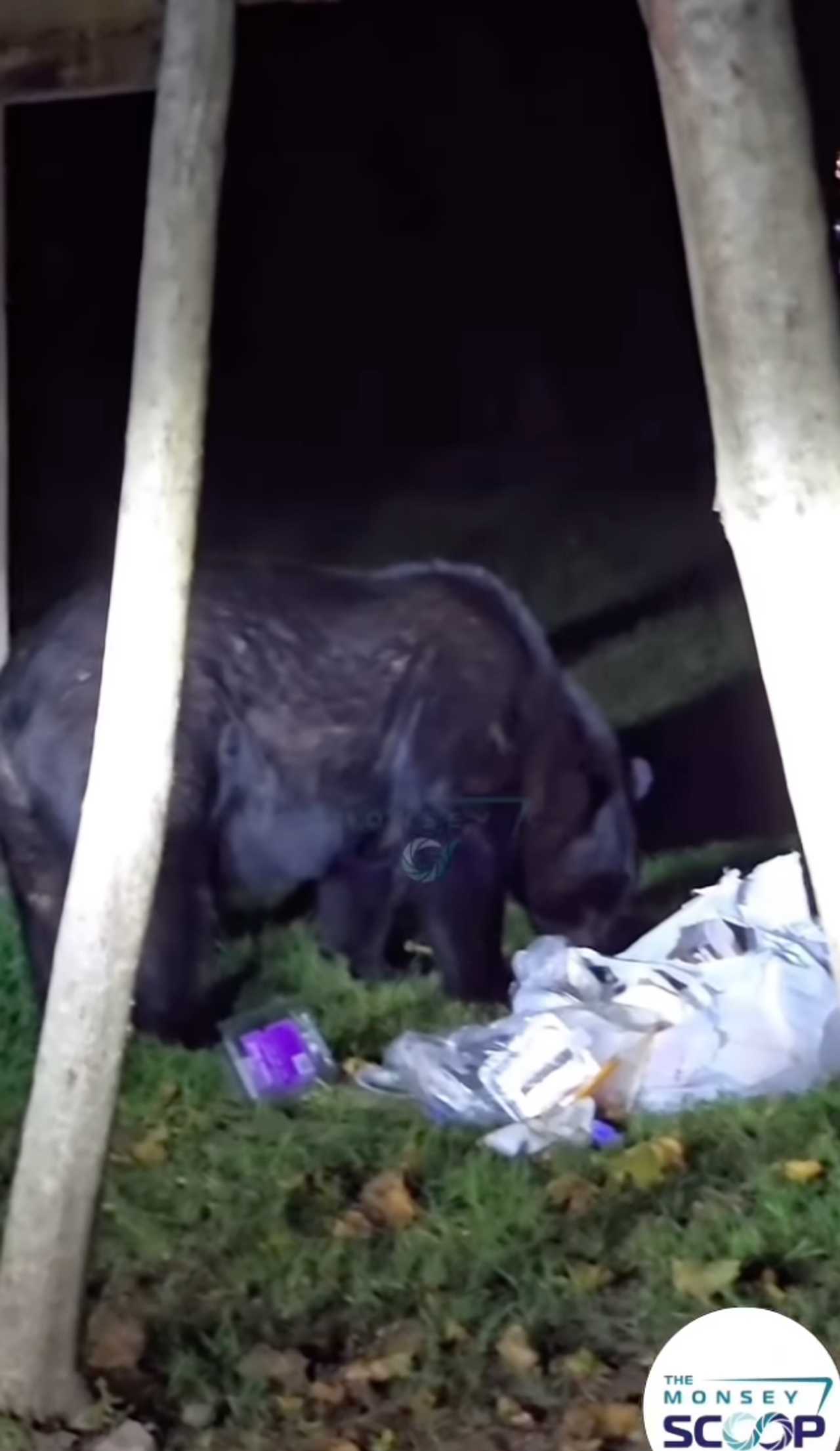 Video: Huge black bear seen snacking under Rockland porch