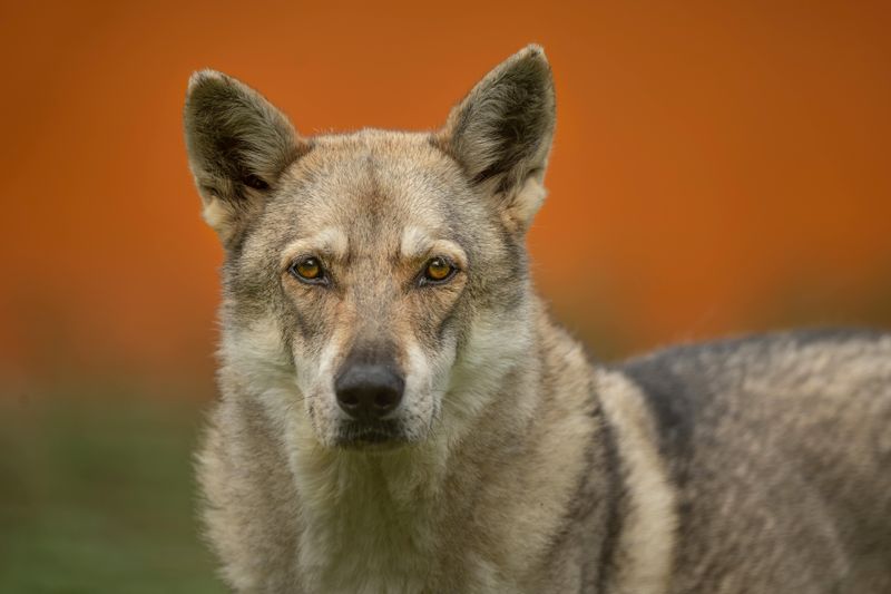 9 Dog Breeds That Are Wolves At Heart