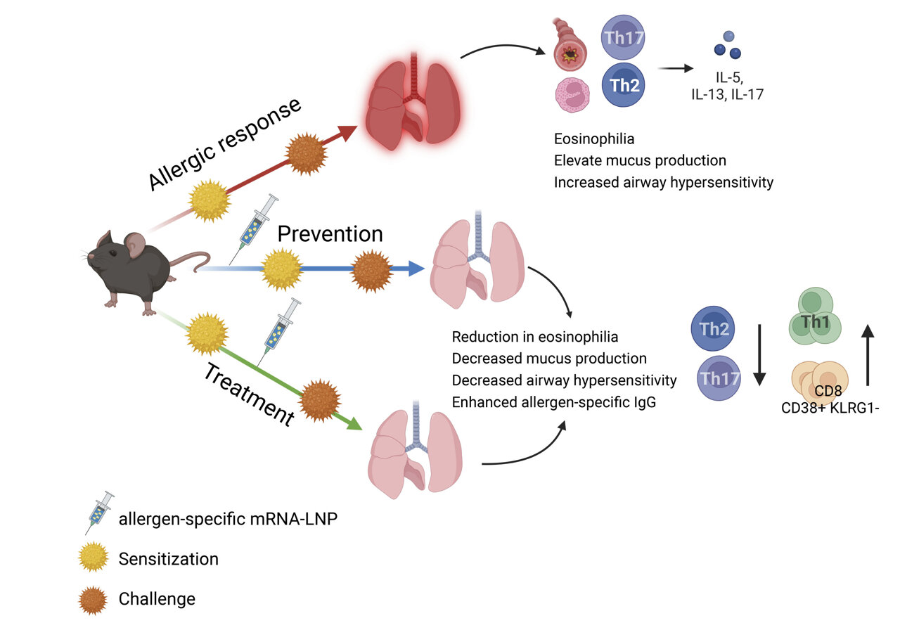 An allergy-free future? mRNA vaccine prevents dangerous reactions in ...