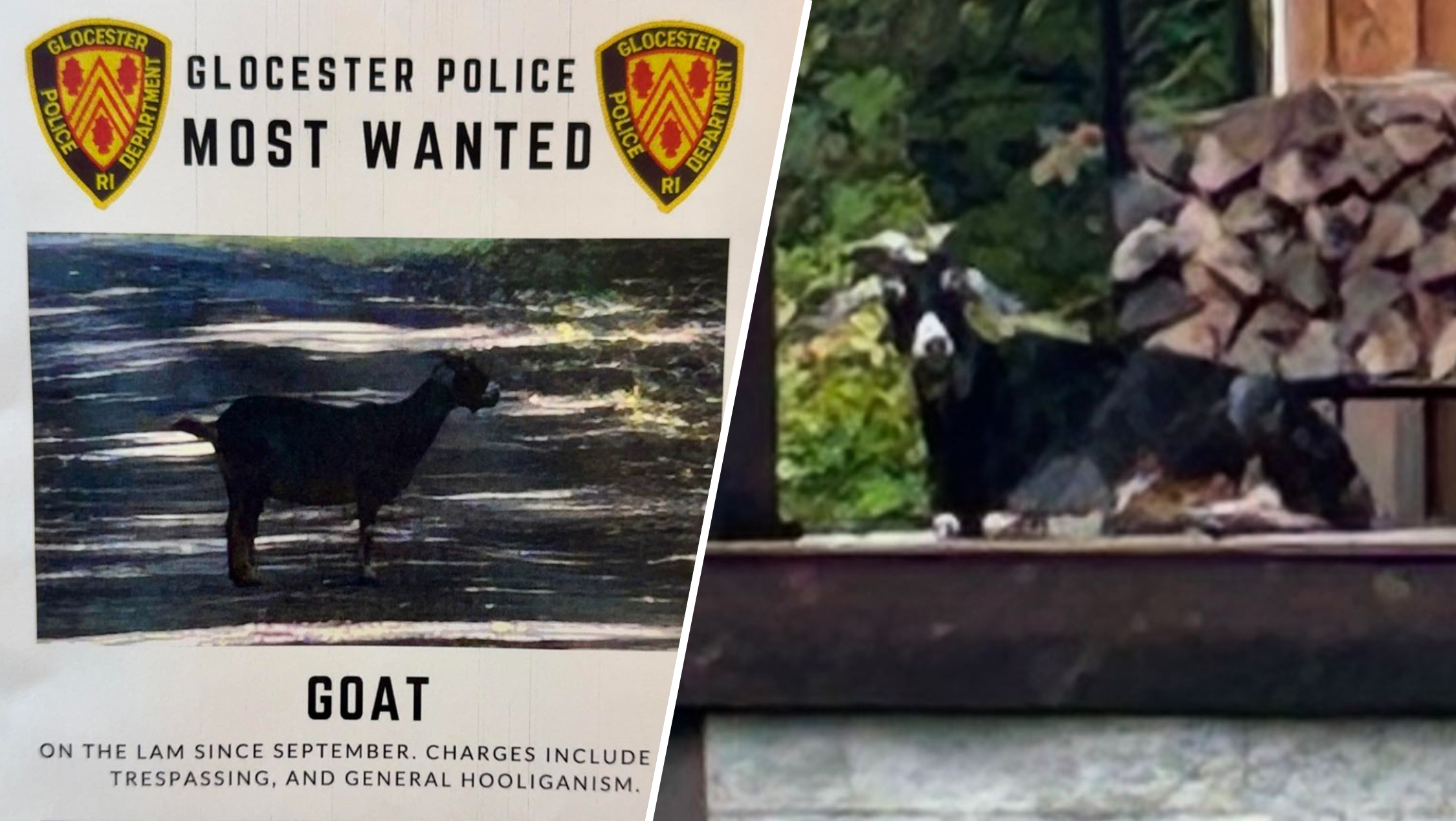 Loose goat continues to evade police in Rhode Island… but they did ...