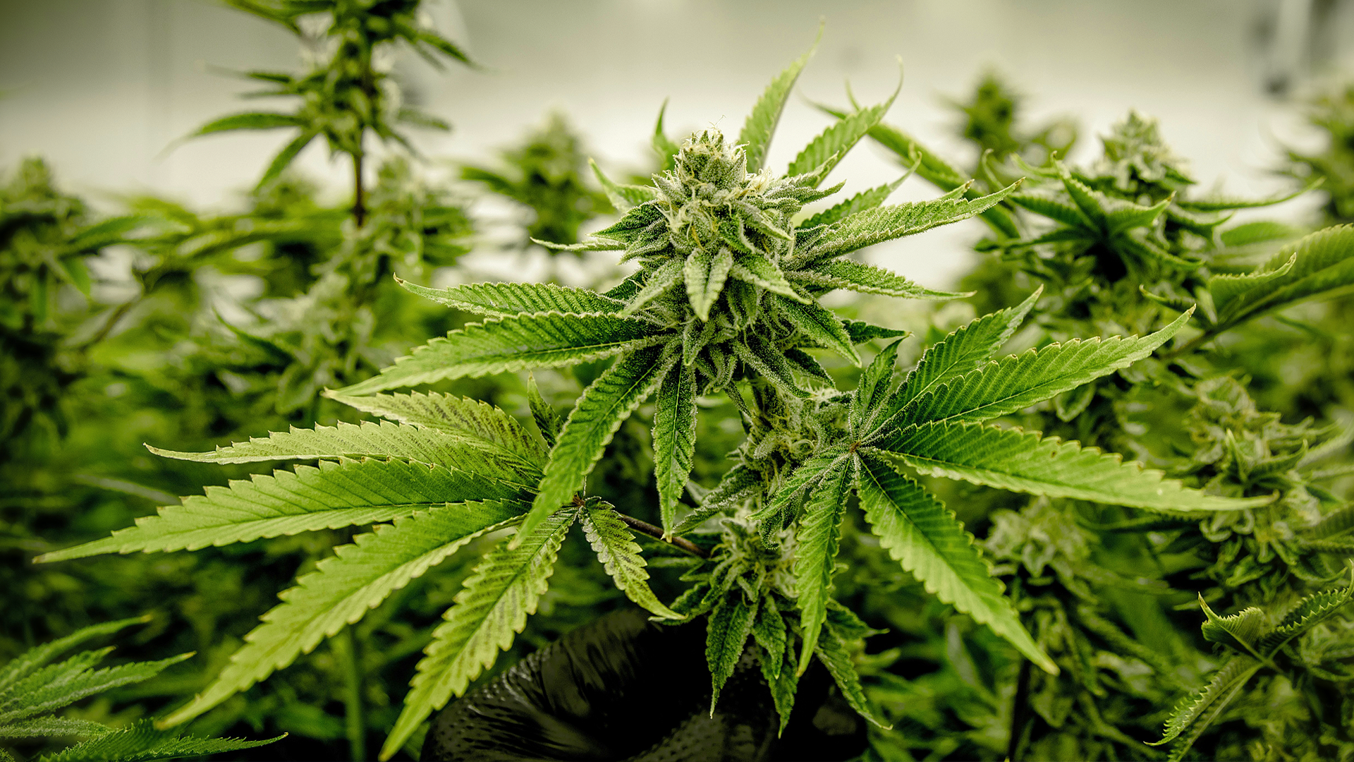 Cannabis Wurzel Wachst Nach Oben
