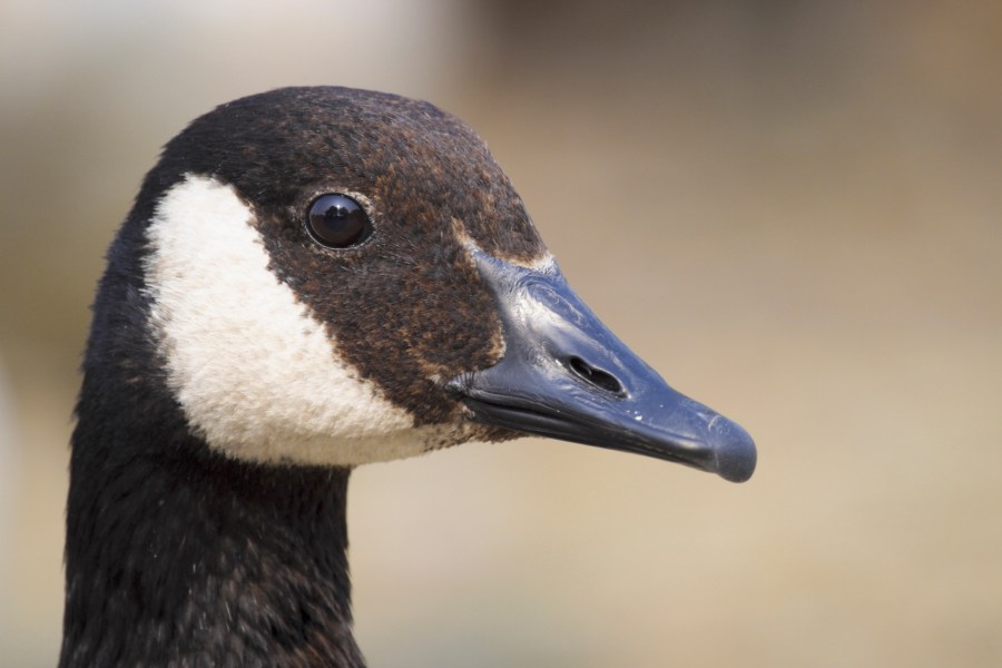 Midstate communities celebrate ‘Goose Day’
