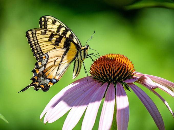 Top 10 Swallowtail Butterfly Host Plants and Flowers