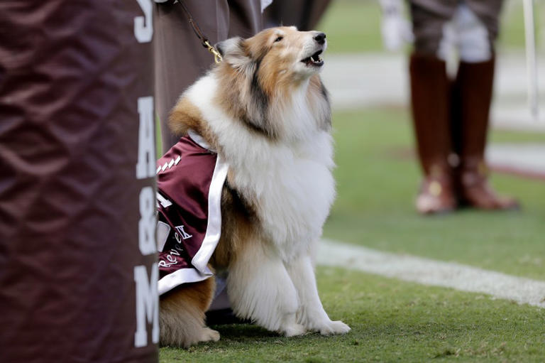 Texas A&M mascot Reveille IX has died, school says