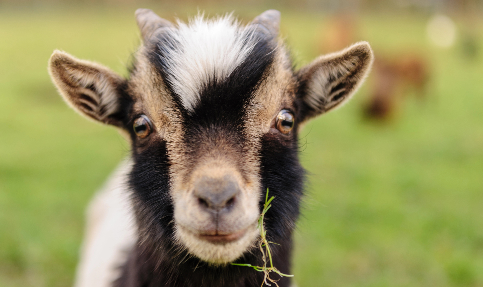 How Goats Communicate with Strange Sounds