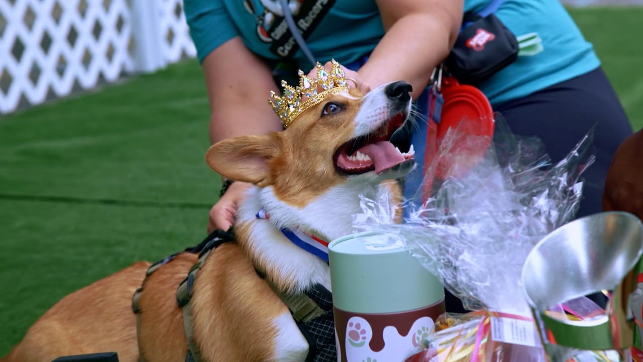 'Short stumps and big rumps': Corgis go off to the races