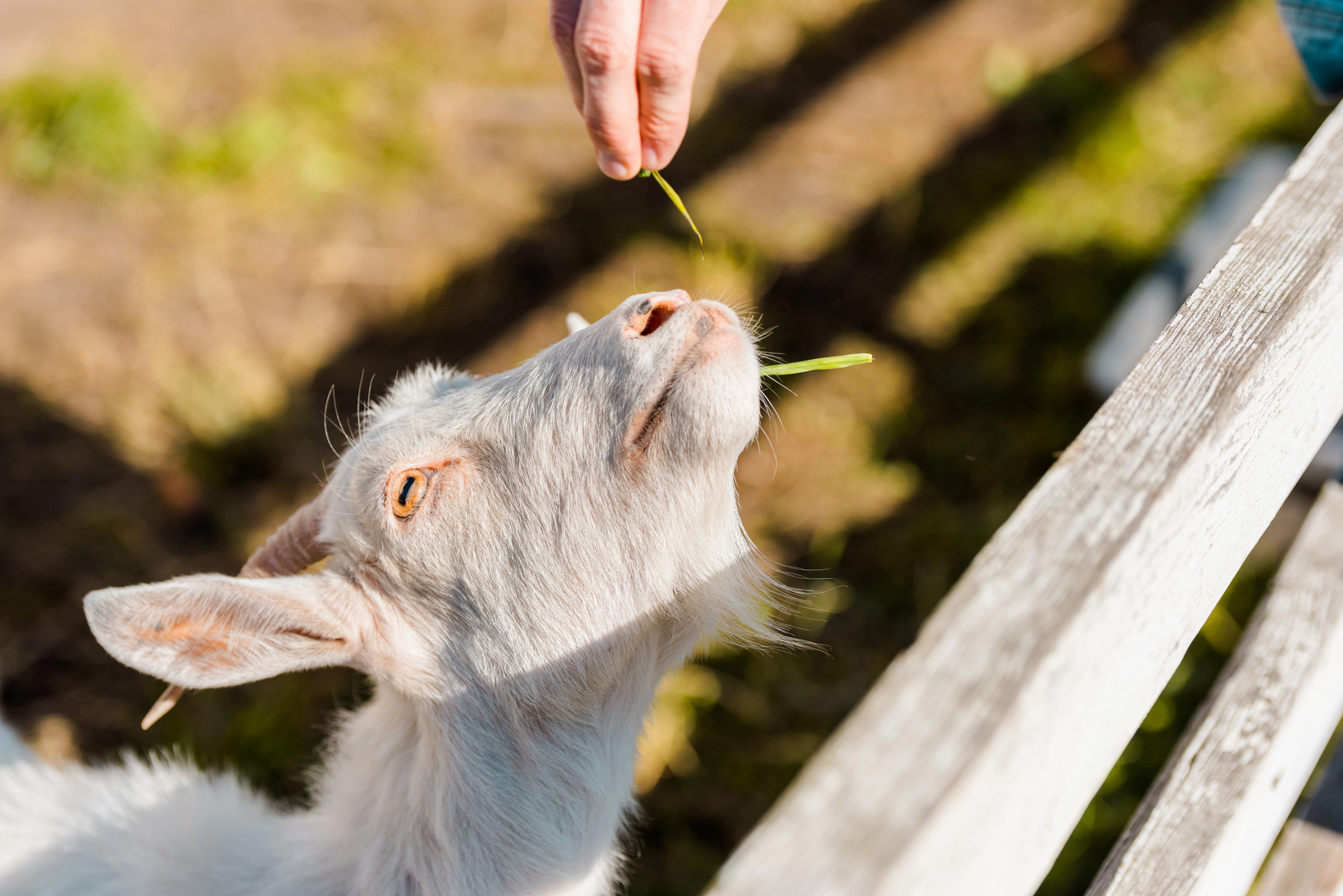 How Goats Communicate with Strange Sounds