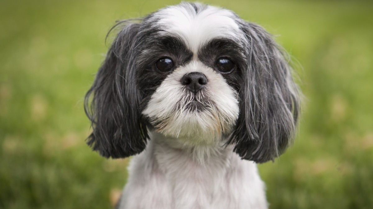 The quietest dog breeds that hardly ever bark
