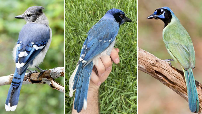 A blue jay and a green jay mated, researchers say. Their offspring is a ...