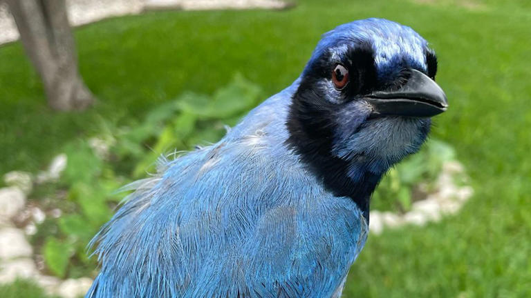 A blue jay and a green jay mated, researchers say. Their offspring is a ...