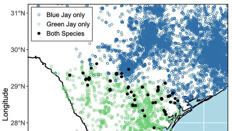 A blue jay and a green jay mated, researchers say. Their offspring is a ...
