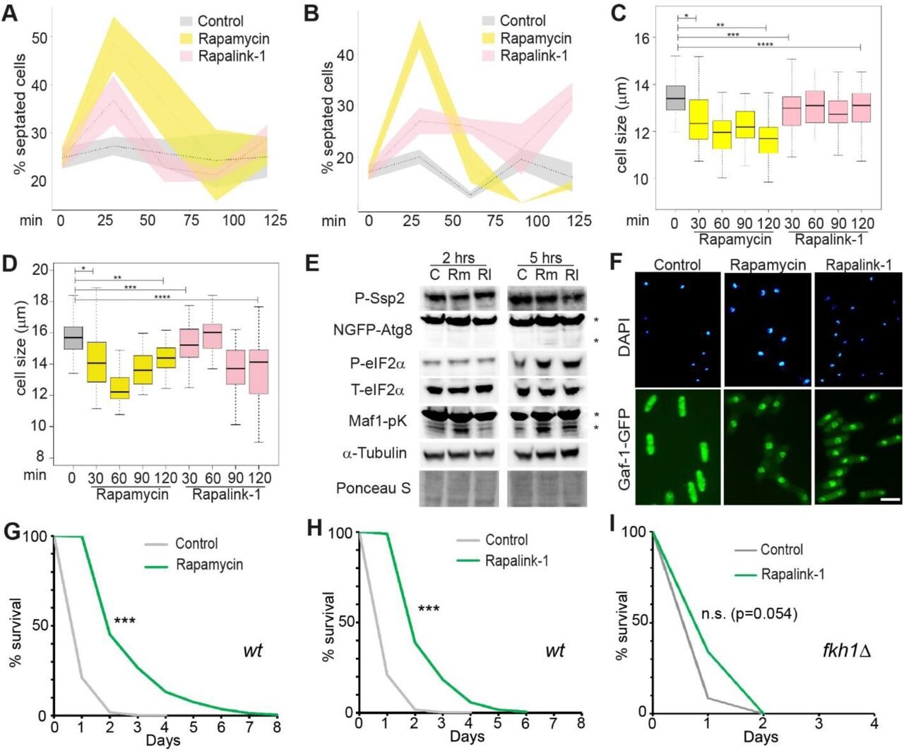New drug and enzyme class found to have anti-aging properties