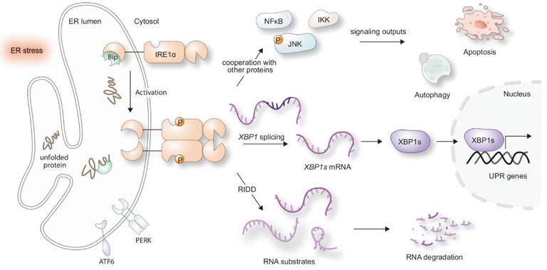 Cancer cells' stress shield cracked by compound that binds in one place ...