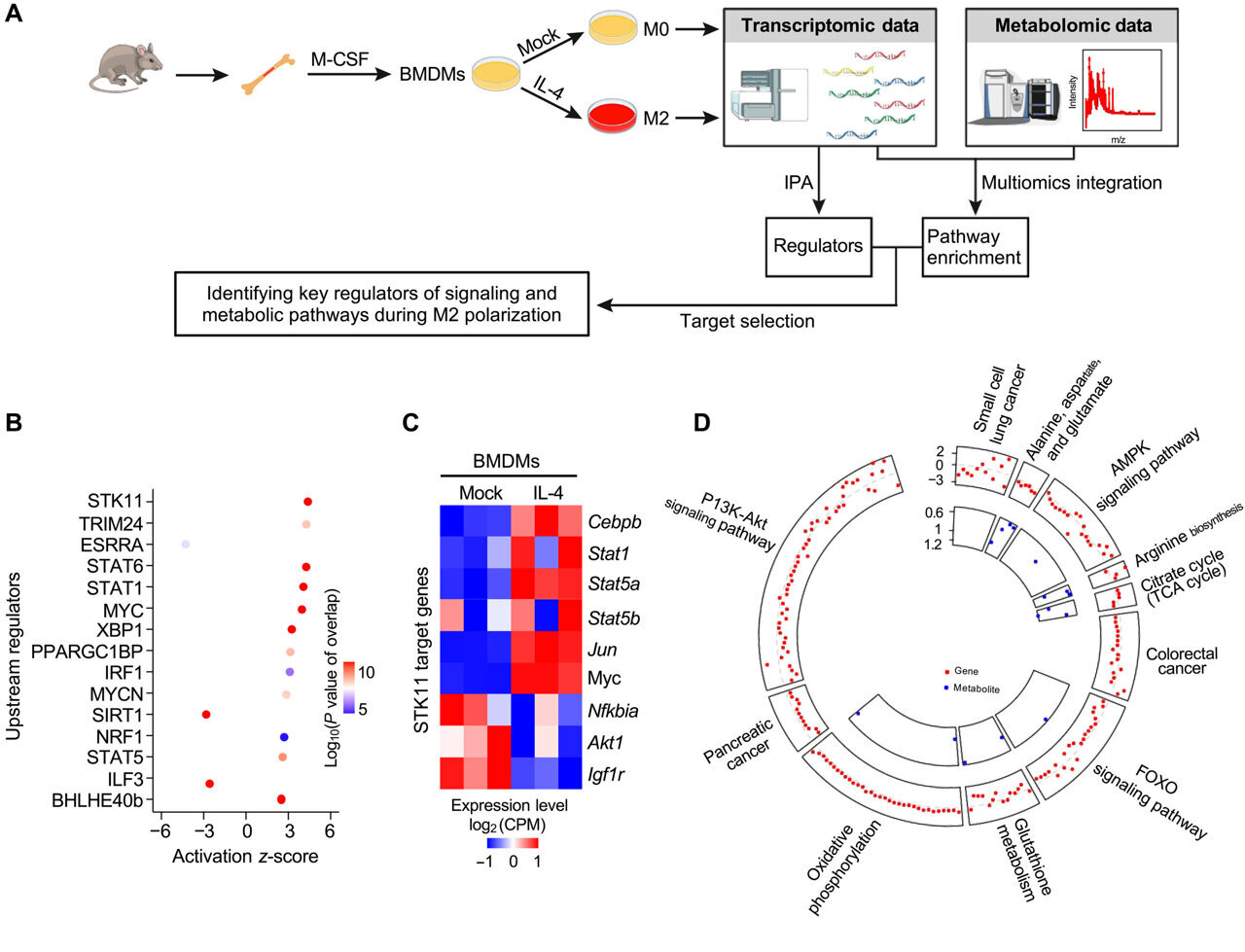 Cancer-fighting gene plays unexpected role in pancreatic cancer tumor ...
