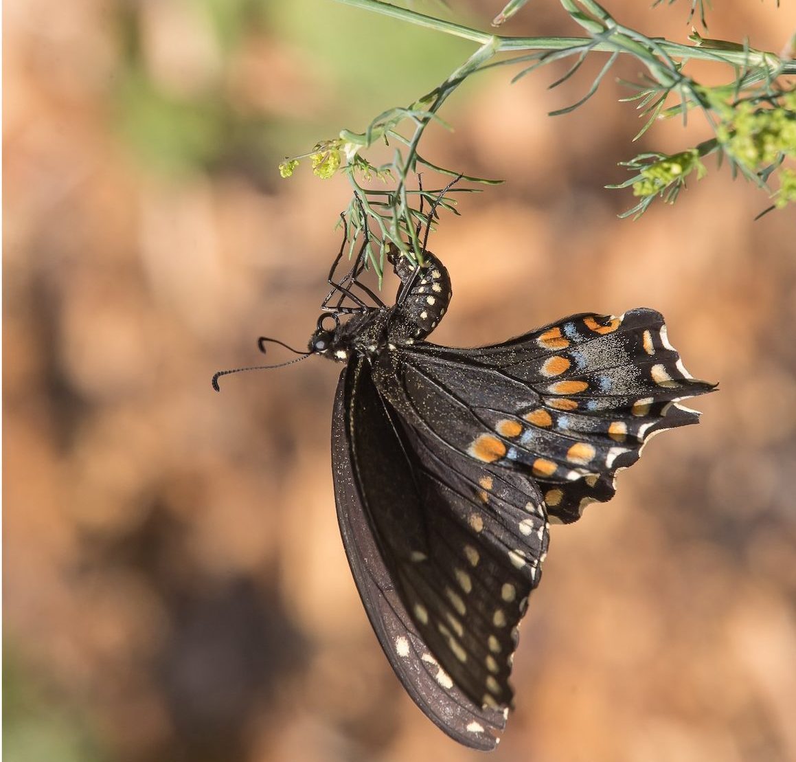 Top 10 Swallowtail Butterfly Host Plants and Flowers