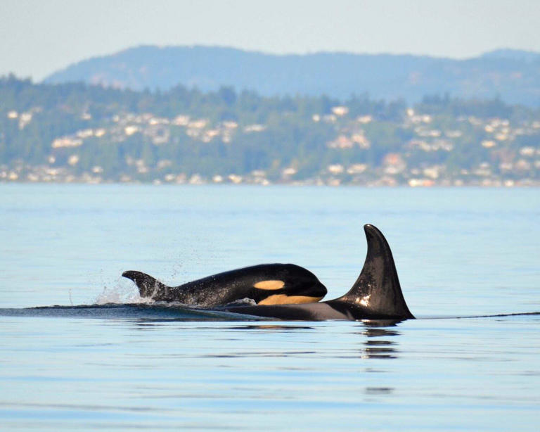 Welcome the Newest Baby Orca Spotted in Puget Sound