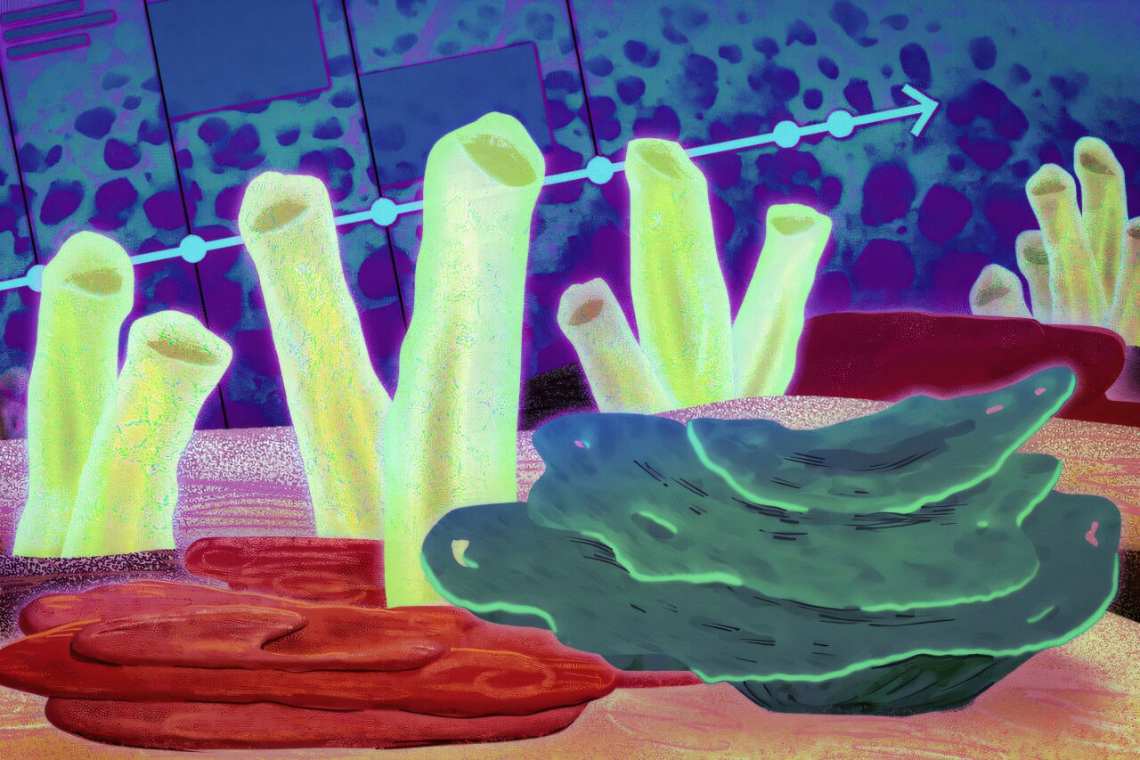 The first animals on Earth may have been sea sponges, chemical fossils ...